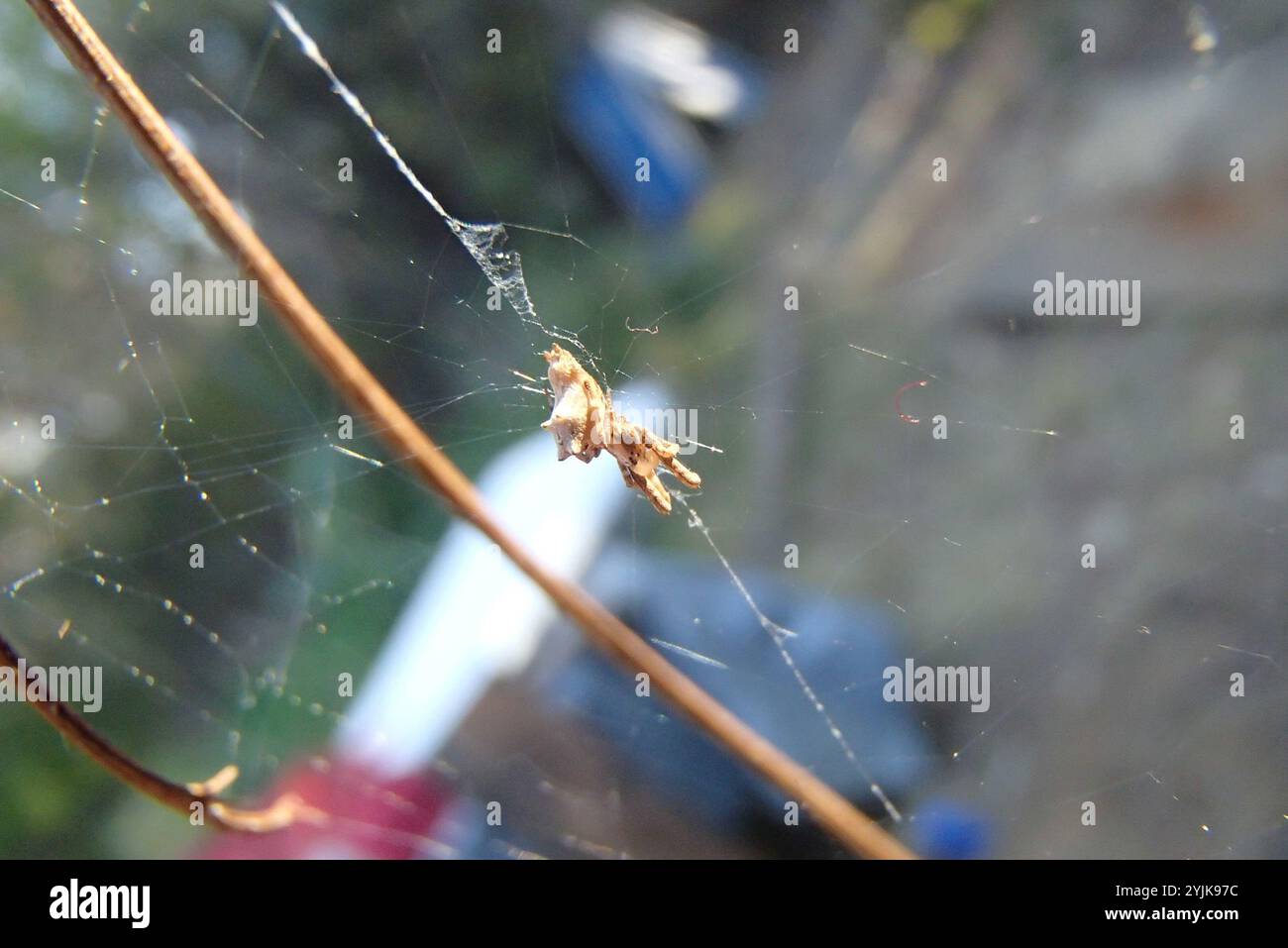 Hackled Orbweavers and Net-casting Spiders (Uloboroidea Stock Photo - Alamy