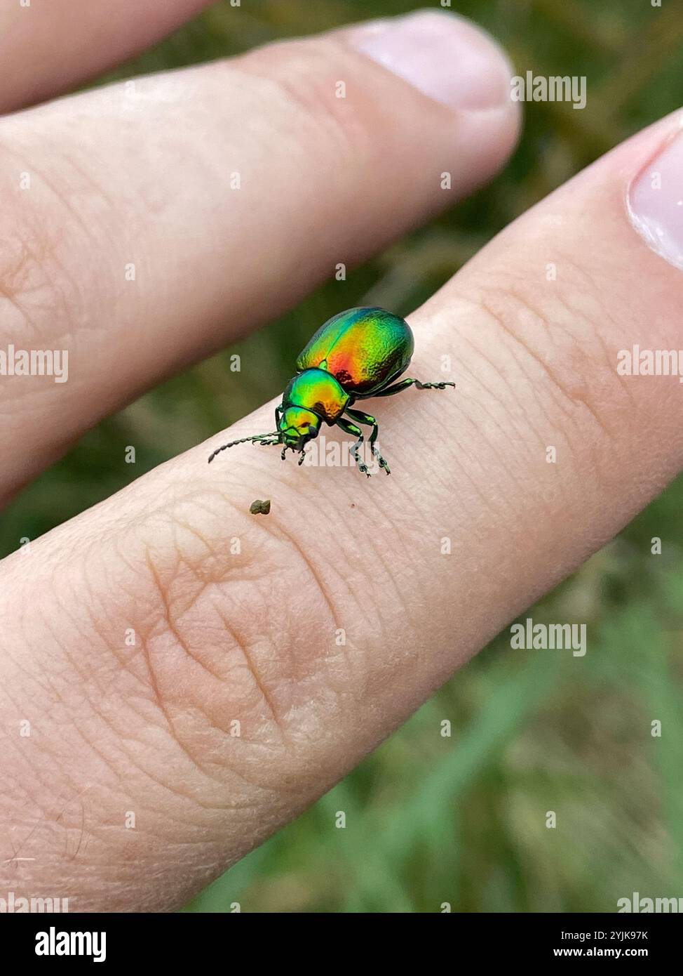 Dead-nettle Leaf Beetle (Fasta fastuosa Stock Photo - Alamy