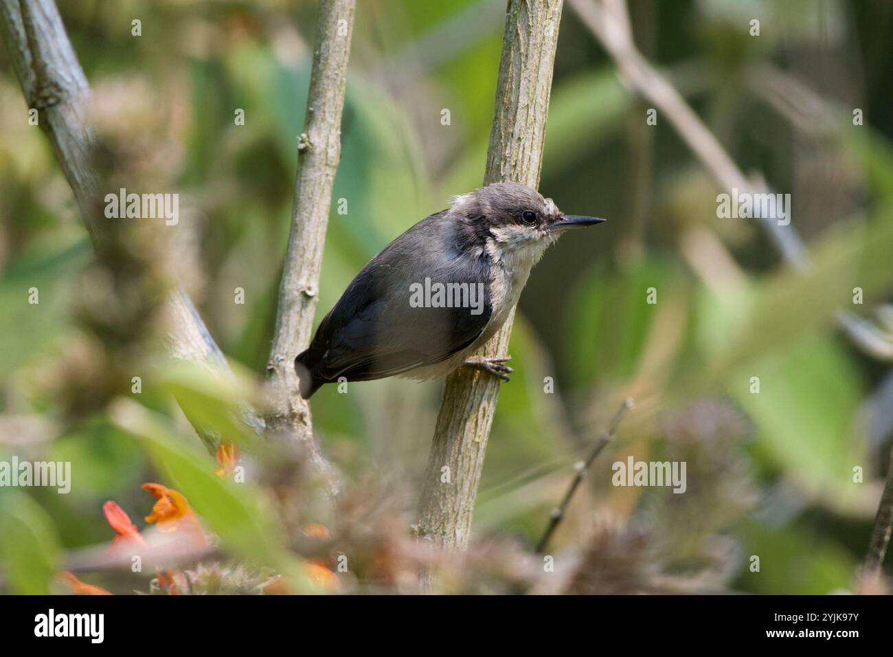 Pygmy Nuthatch (Sitta pygmaea Stock Photo - Alamy