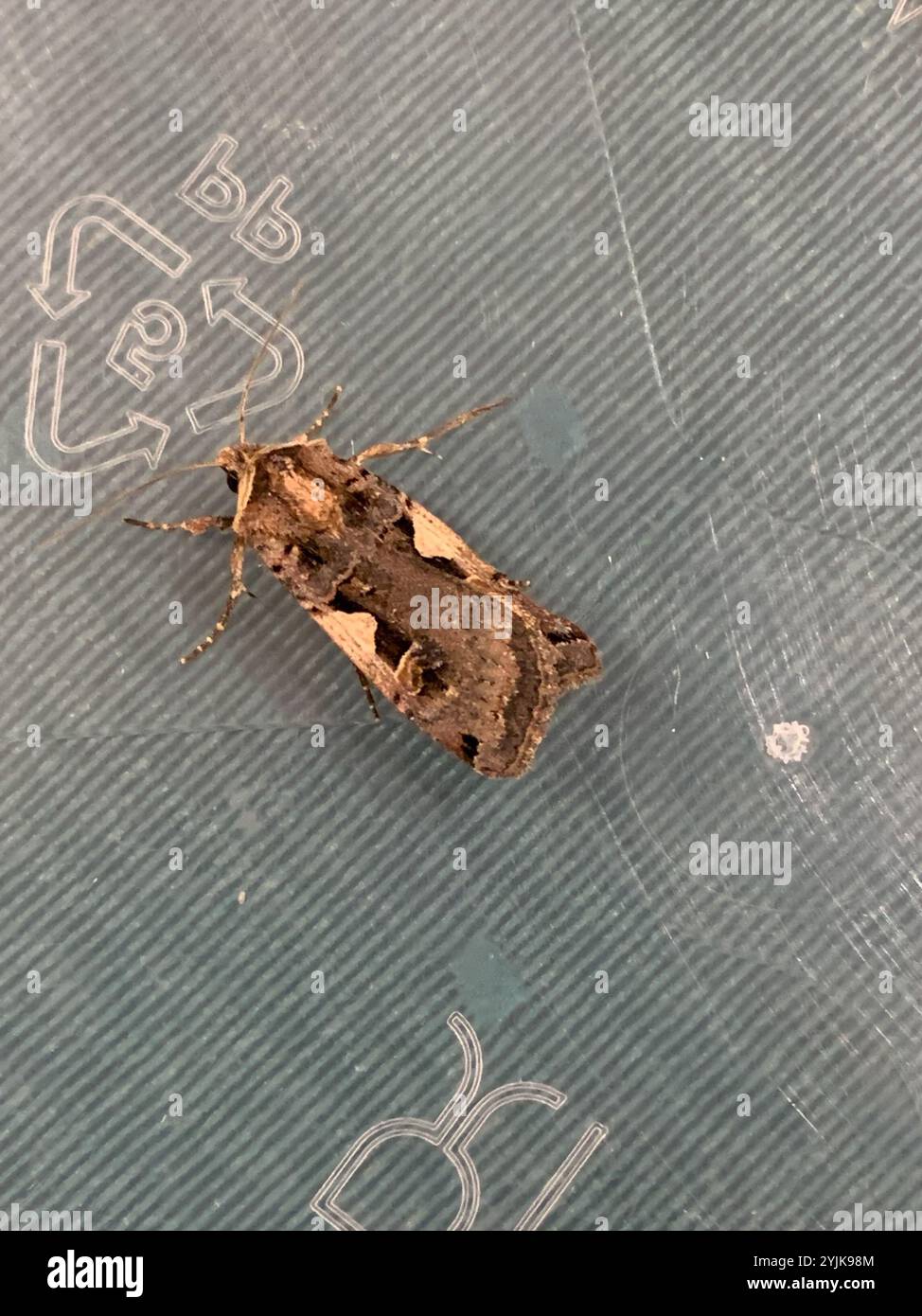 Setaceous Hebrew Character (Xestia c-nigrum Stock Photo - Alamy