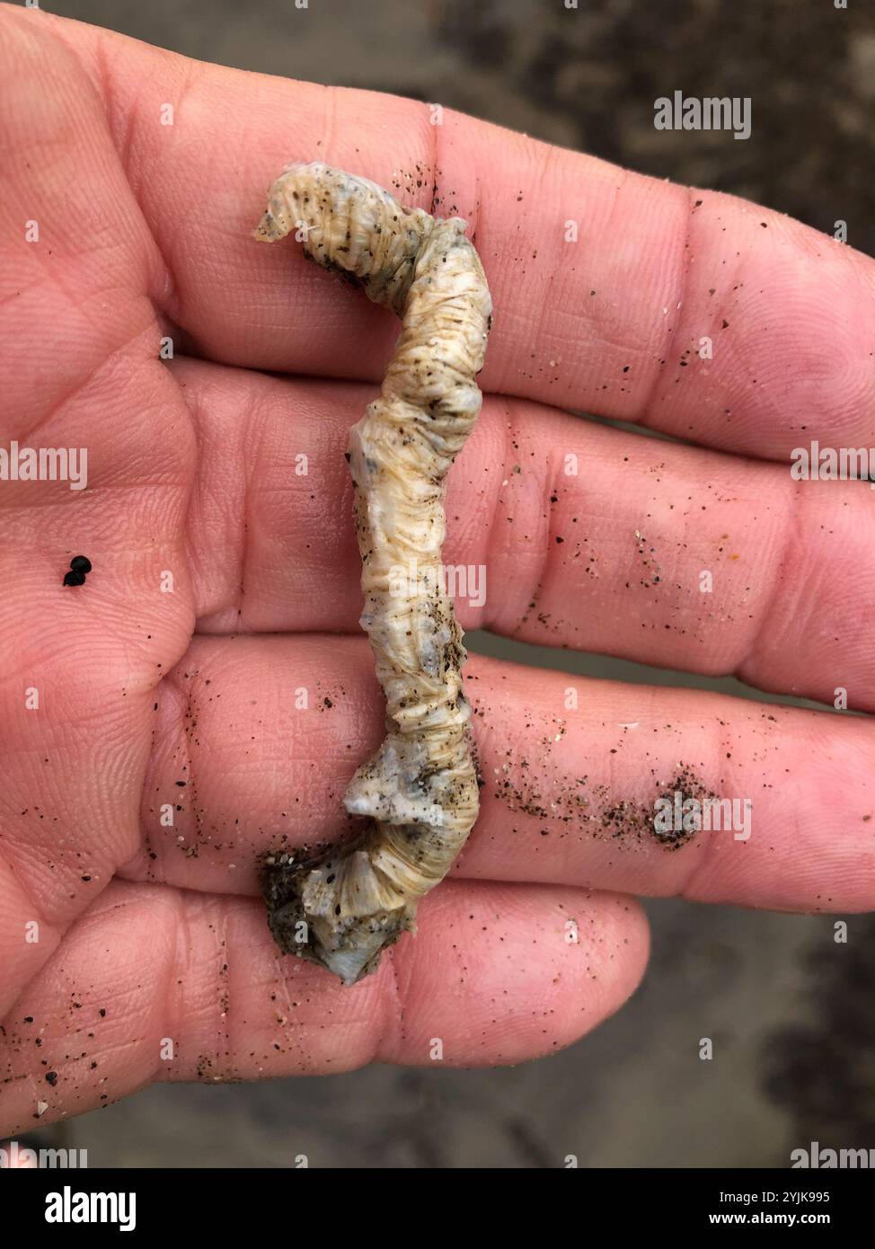 Thylacodes hi-res stock photography and images - Alamy