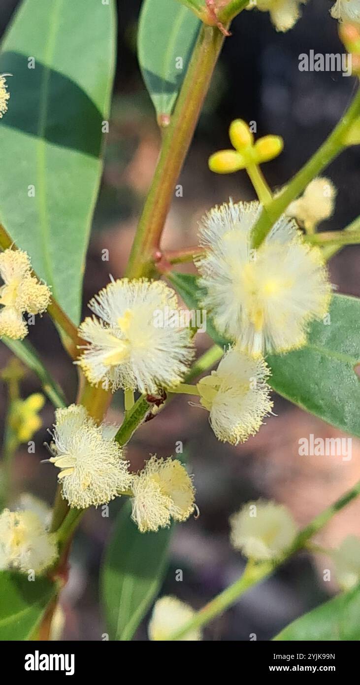 Myrtle Wattle (Acacia myrtifolia Stock Photo - Alamy