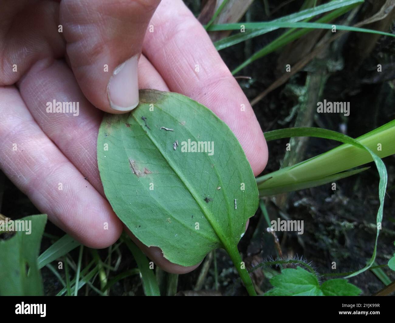 northern water-plantain (Alisma triviale Stock Photo - Alamy