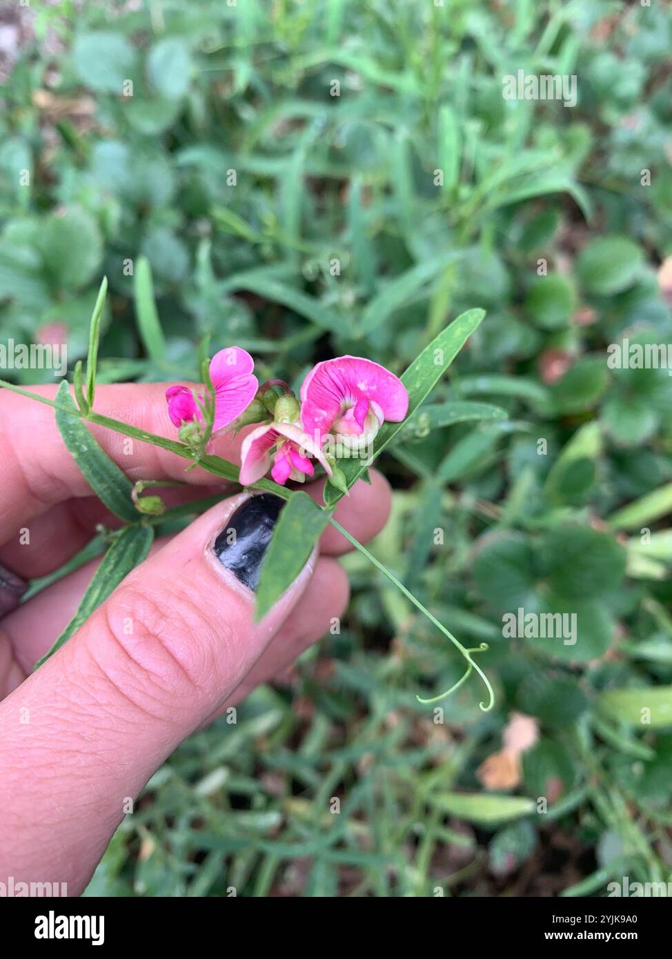 Narrow-leaved Everlasting-pea (Lathyrus sylvestris Stock Photo - Alamy