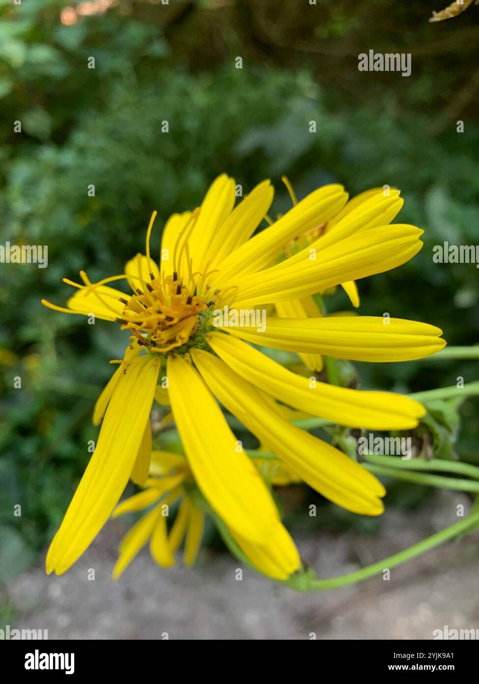 cup plant (Silphium perfoliatum Stock Photo - Alamy