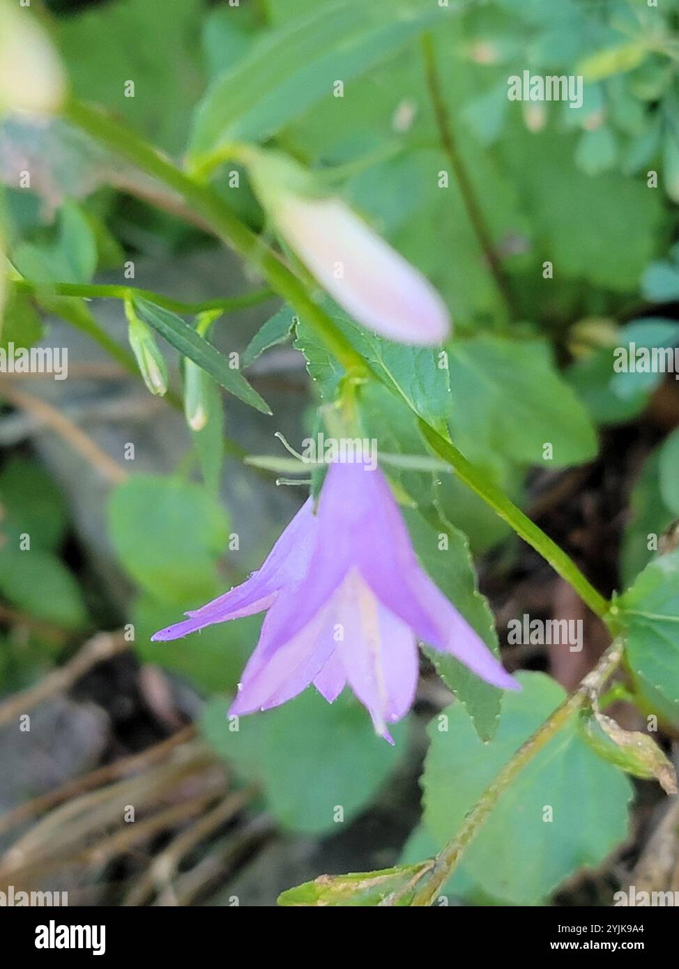 Creeping Bellflower (Campanula rapunculoides Stock Photo - Alamy