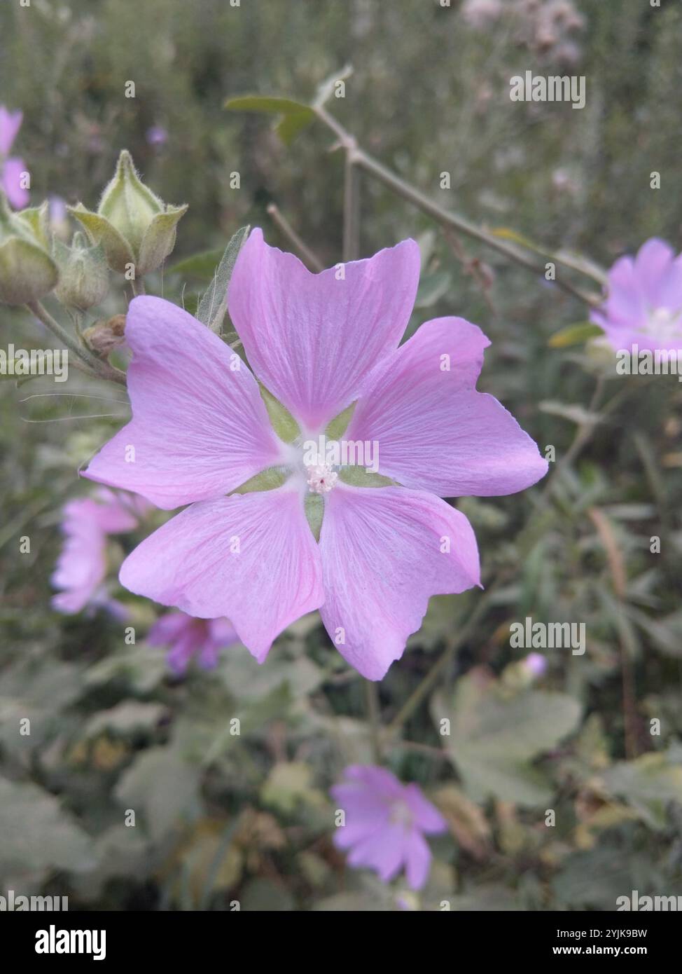 Eastern Tree-mallow (Malva thuringiaca Stock Photo - Alamy