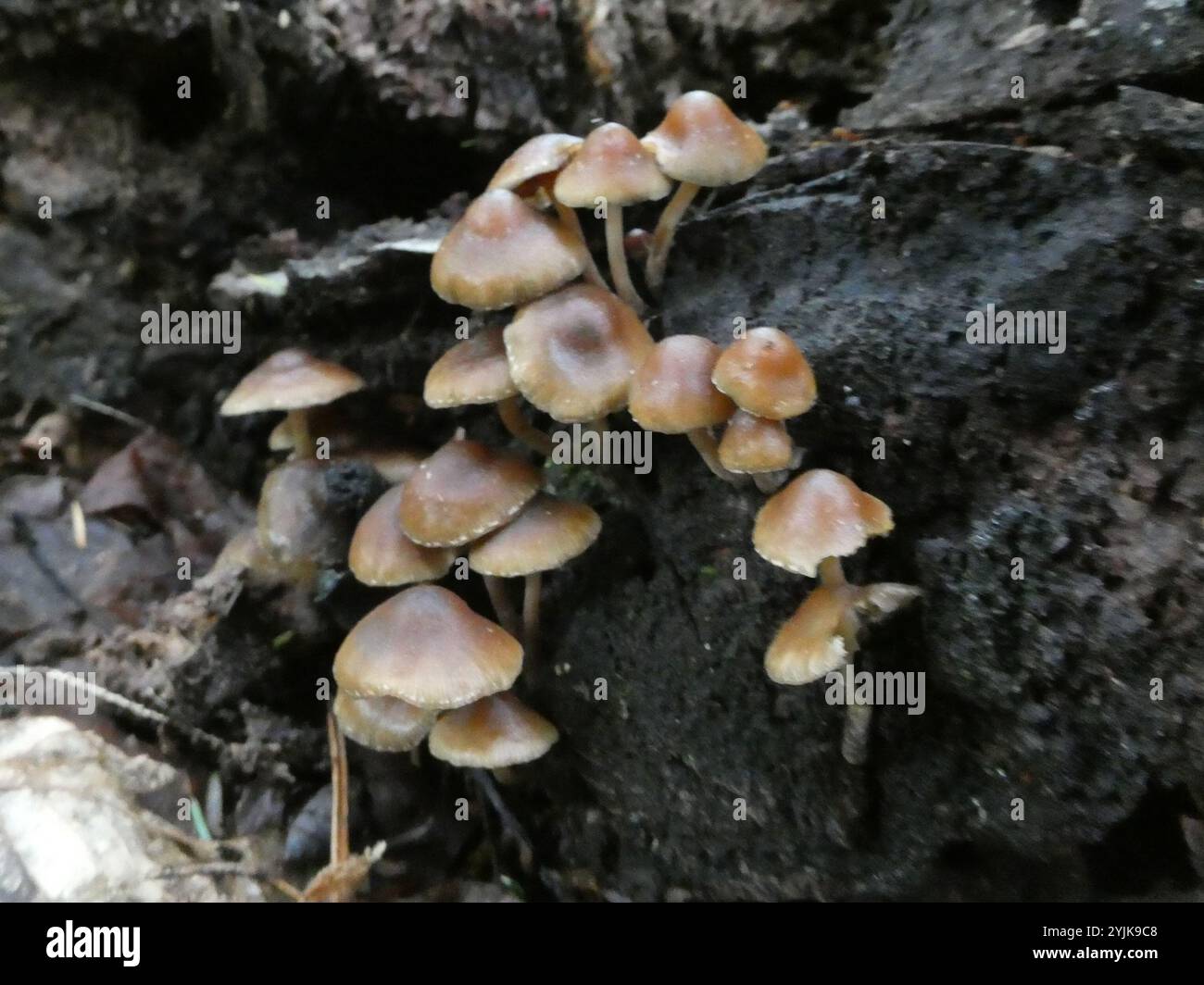 Blue-foot (Psilocybe caerulipes Stock Photo - Alamy