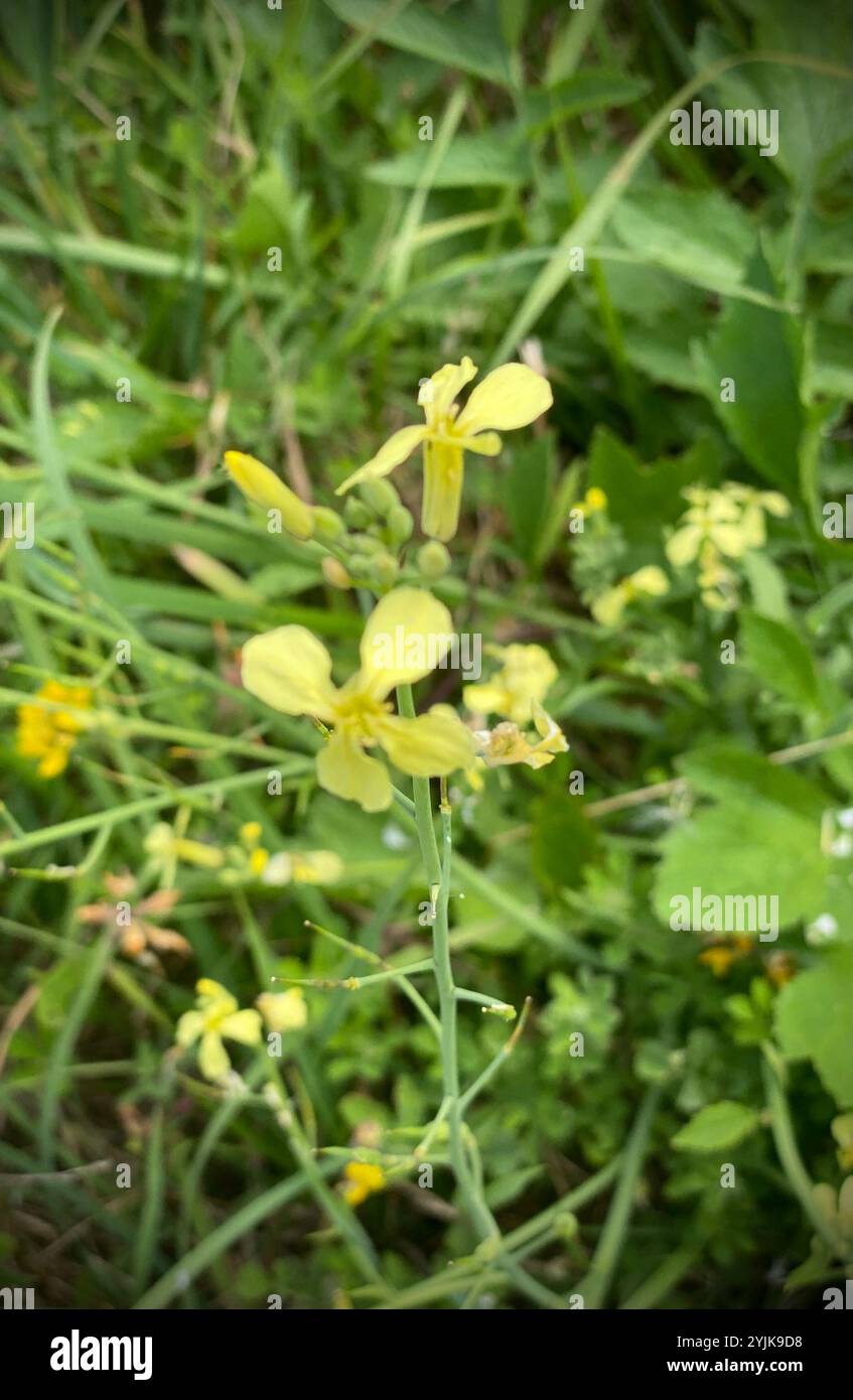 White Mustard (Sinapis alba Stock Photo - Alamy