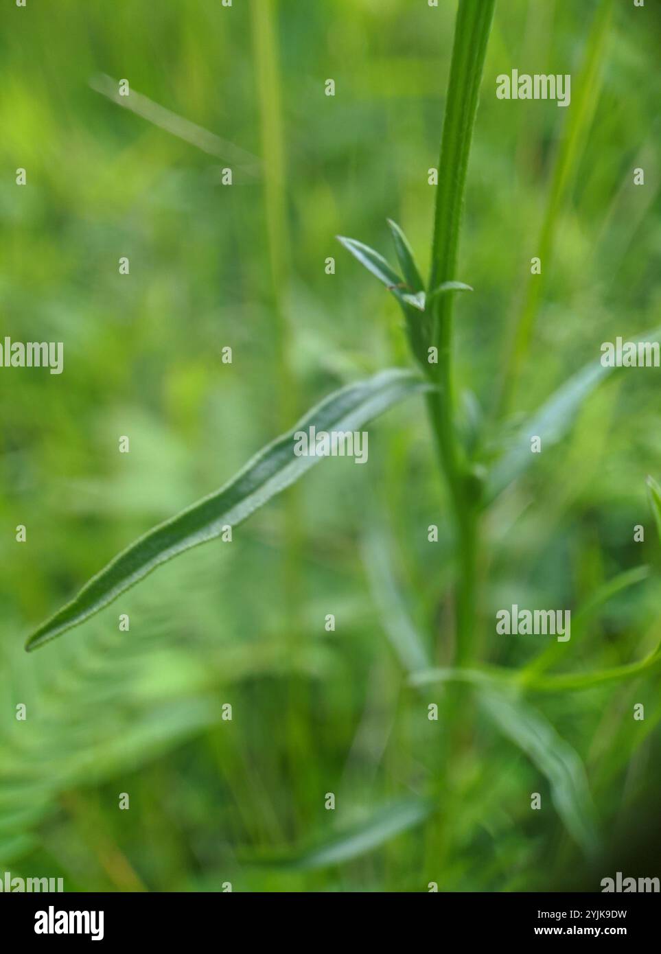 flowering plants (Angiospermae Stock Photo - Alamy