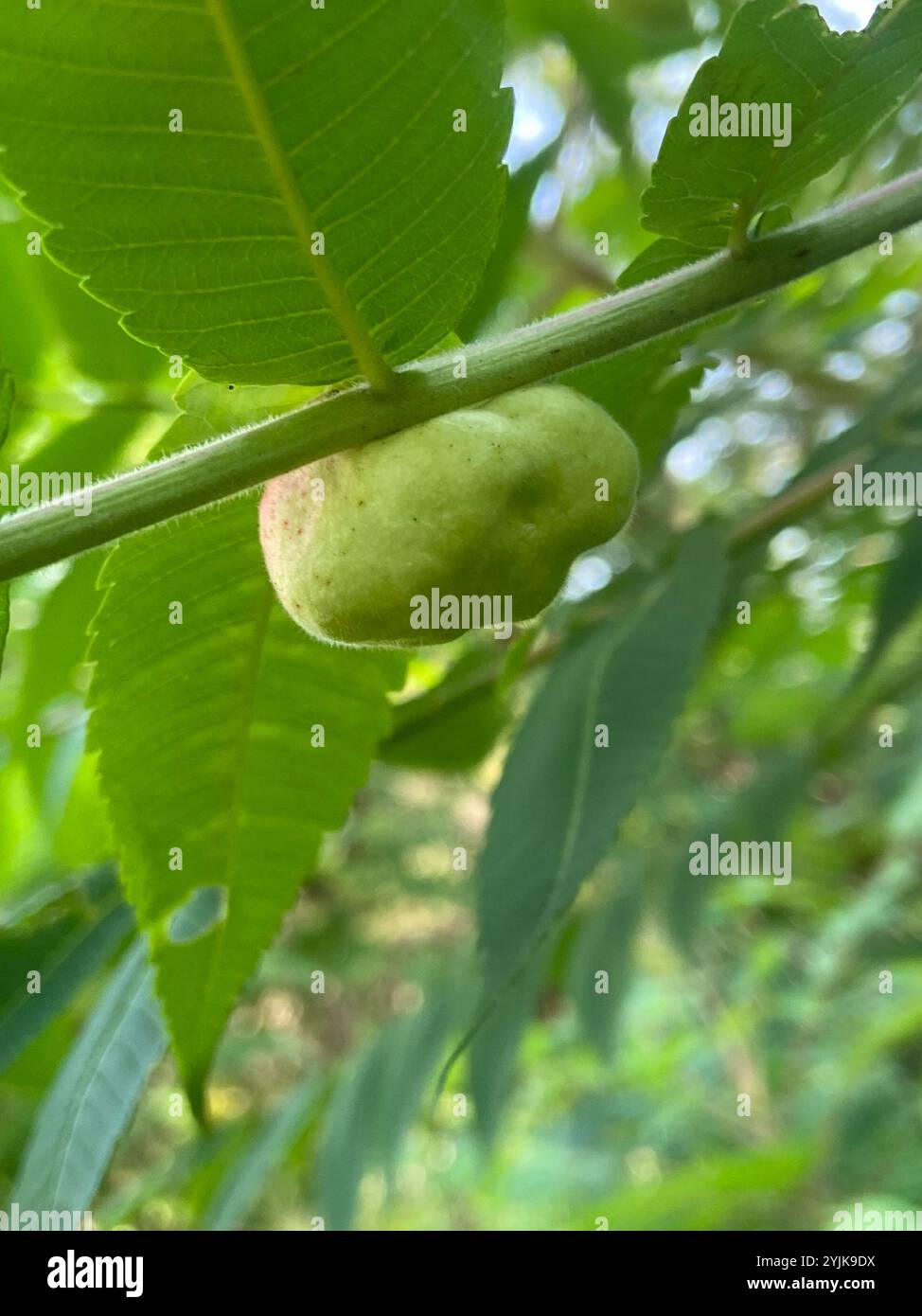 Sumac Gall Aphid (Melaphis rhois Stock Photo - Alamy