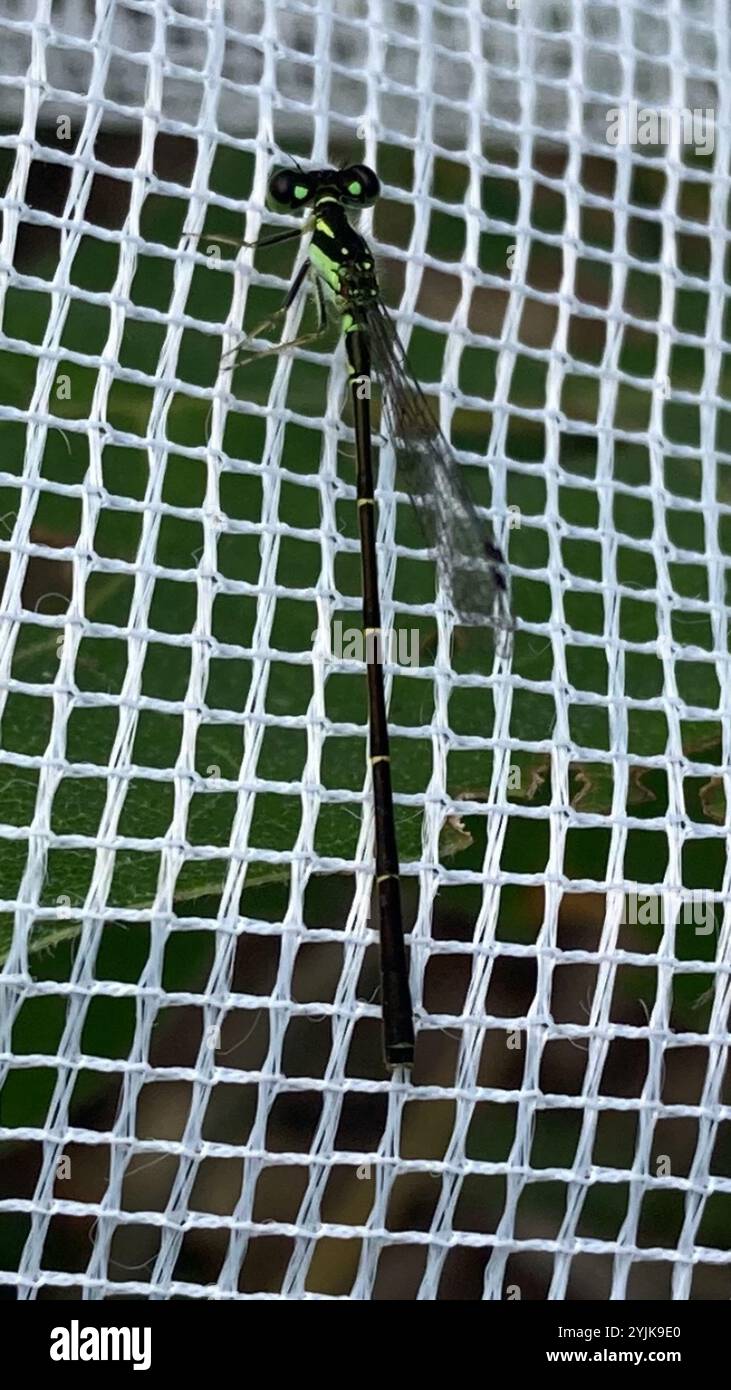 Fragile Forktail (Ischnura posita Stock Photo - Alamy