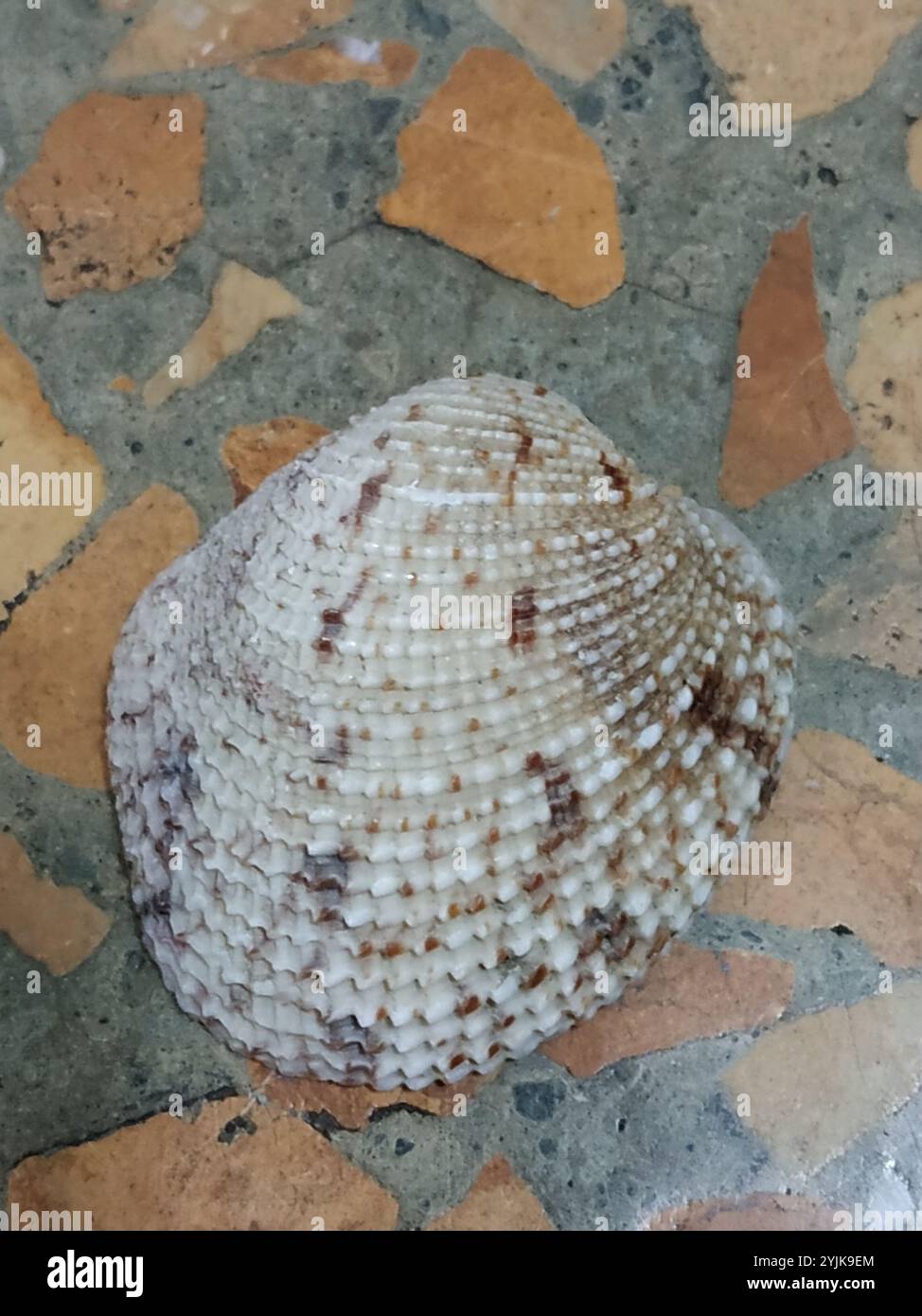 Reticulated Venus (Periglypta reticulata Stock Photo - Alamy