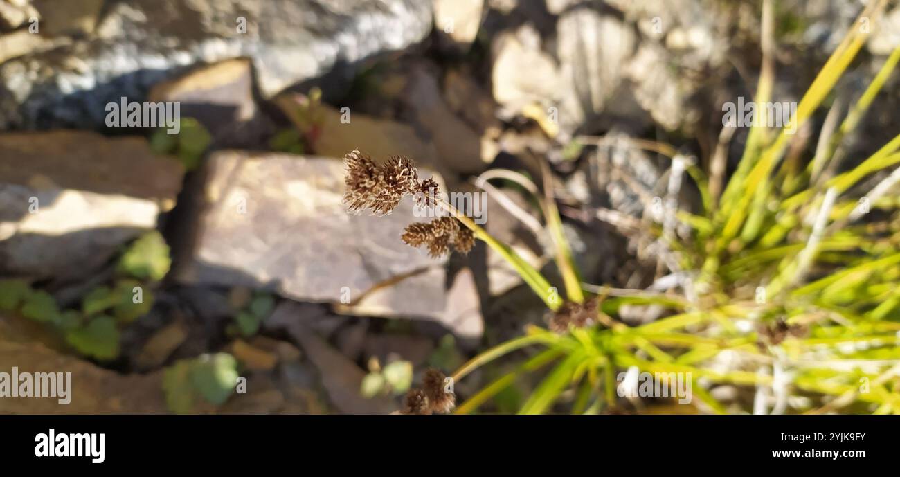 oval sedge (Carex leporina Stock Photo - Alamy