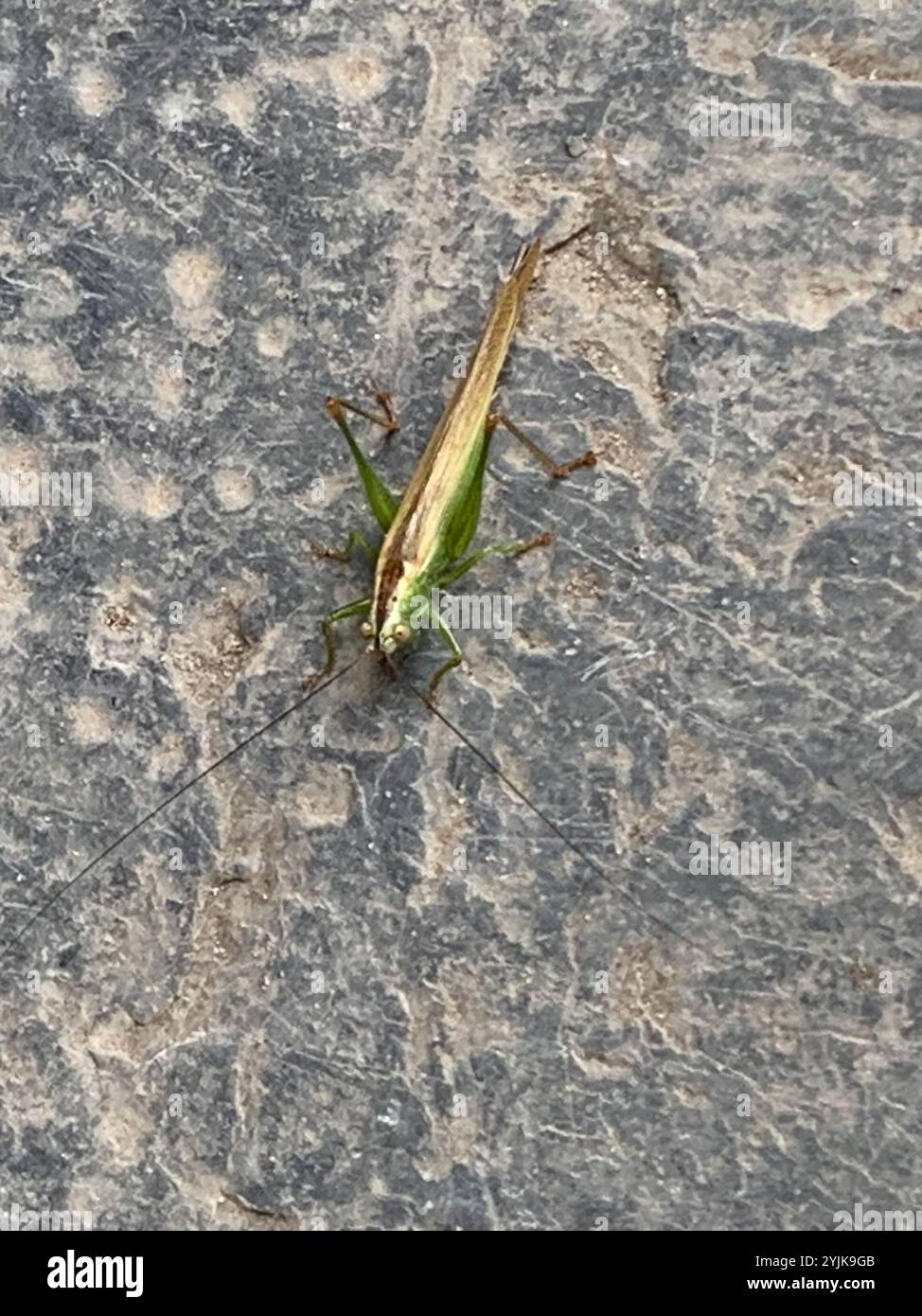 Long-winged Conehead (Conocephalus fuscus Stock Photo - Alamy