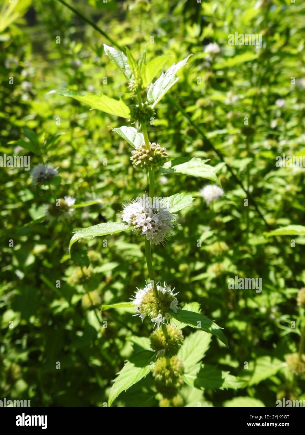corn mint (Mentha arvensis Stock Photo - Alamy