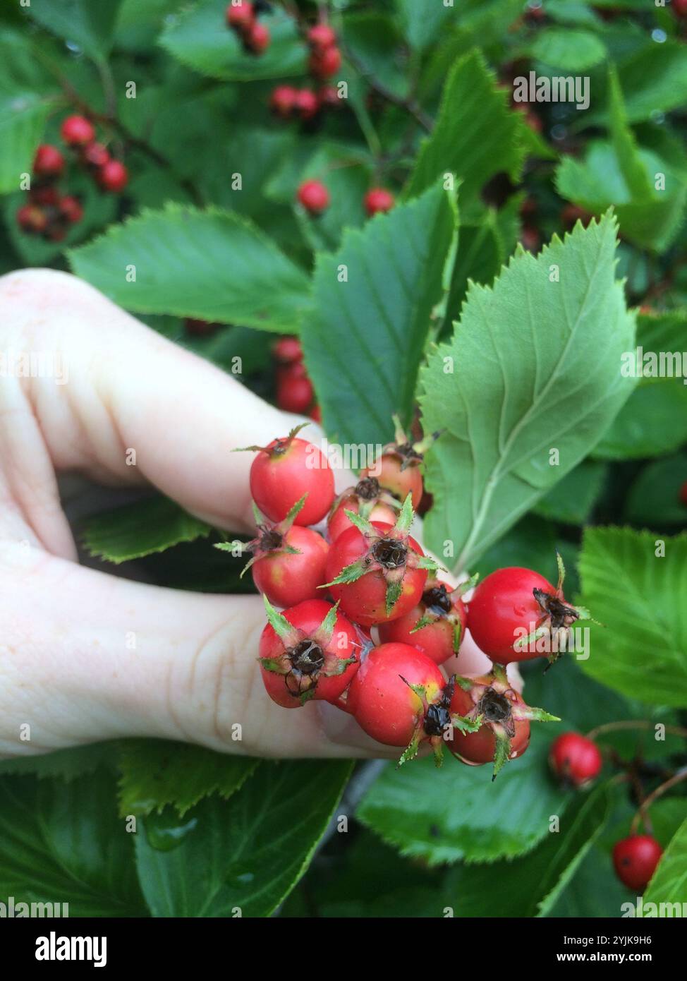Large-thorn hawthorn (Crataegus macracantha Stock Photo - Alamy