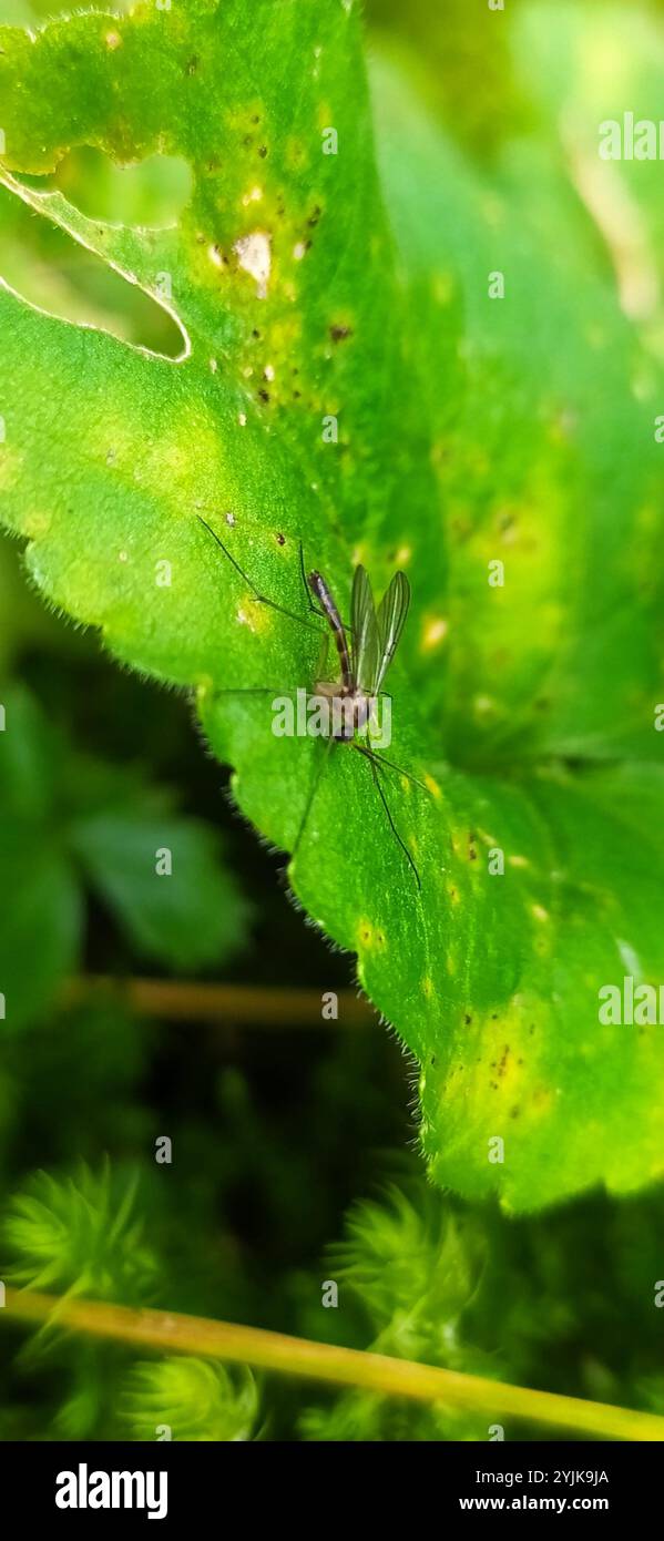 Fungus Gnats and Gall Midges (Sciaroidea Stock Photo - Alamy