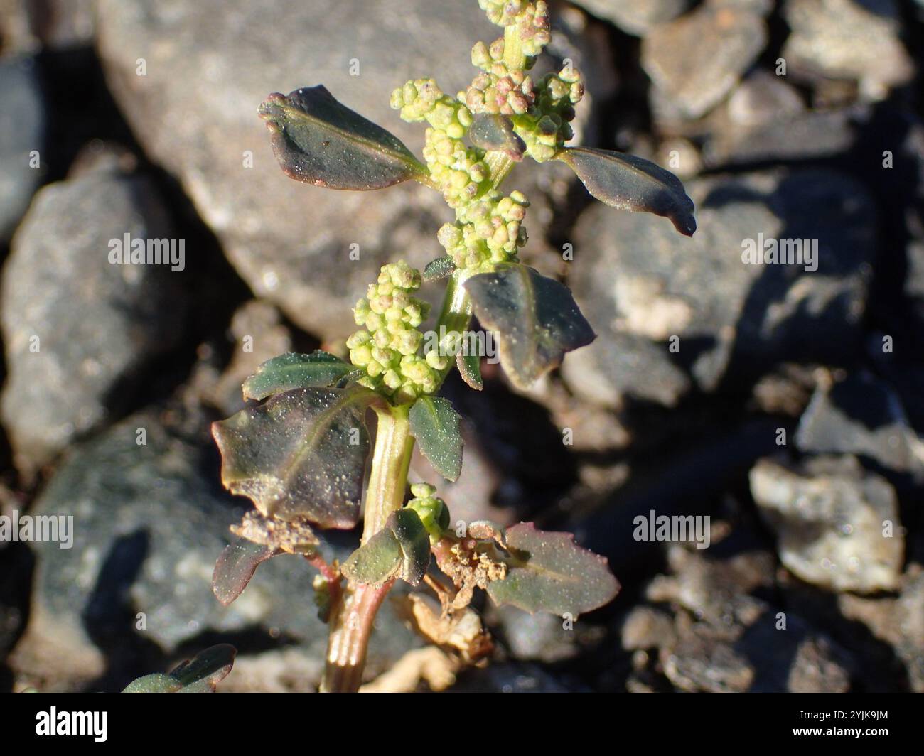 oak-leaved goosefoot (Oxybasis glauca Stock Photo - Alamy