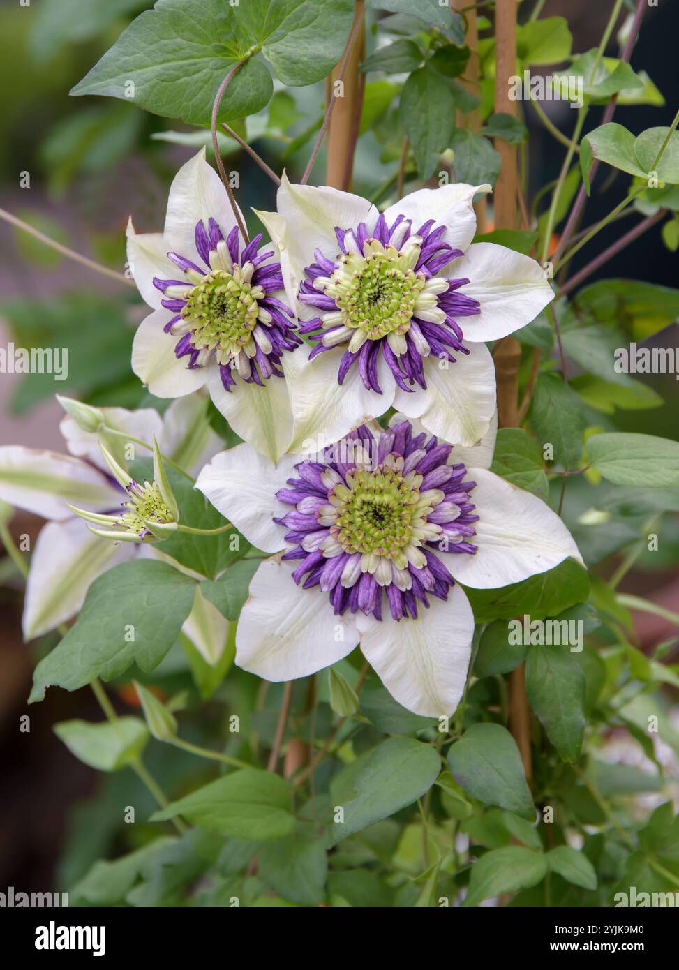 Waldrebe (Clematis VIENNETTA®), Clematis (Clematis VIENNETTA® Stock ...