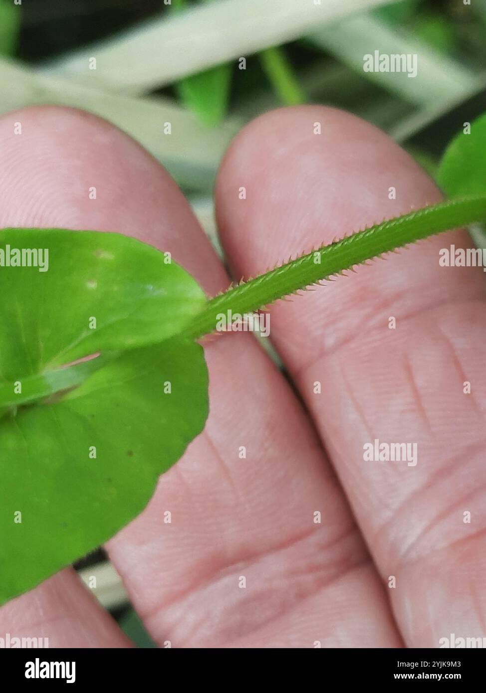 arrow-leaved tearthumb (Persicaria sagittata Stock Photo - Alamy