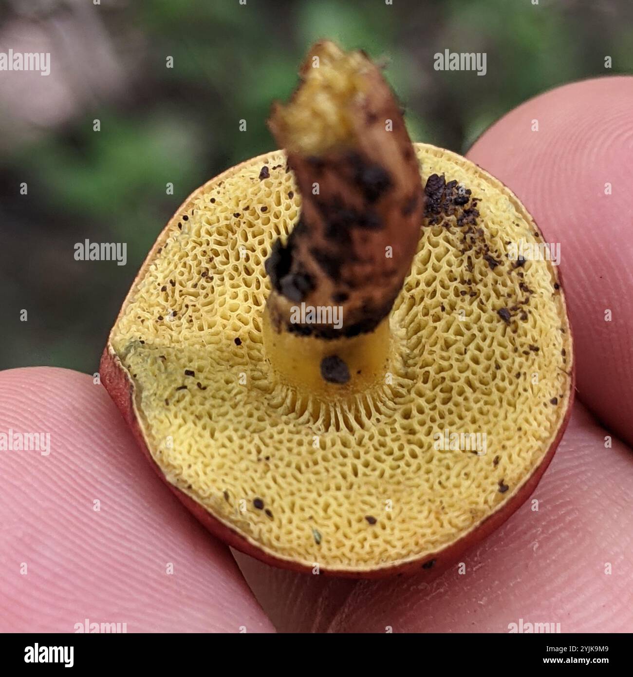 Ruby Bolete (Hortiboletus rubellus Stock Photo - Alamy