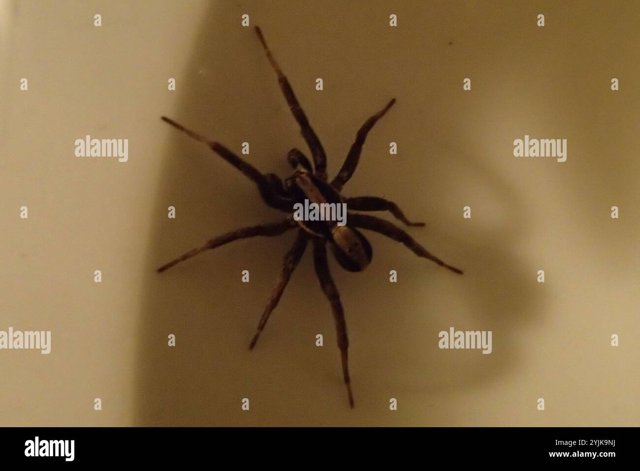 Wolf Spiders and Allies (Lycosoidea Stock Photo - Alamy