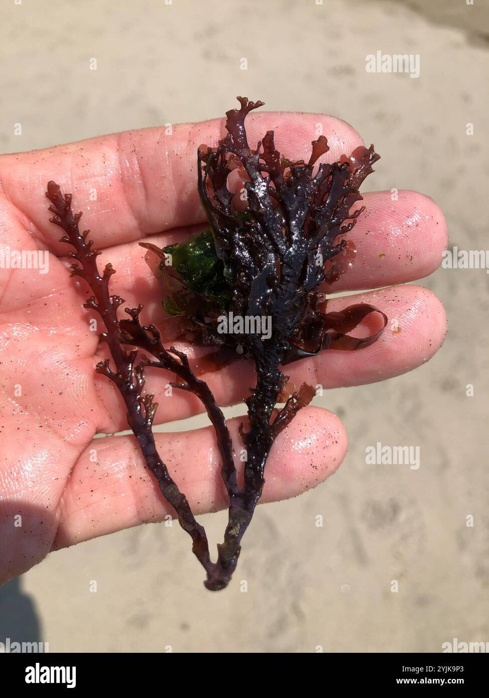 sea laurel (Osmundea spectabilis Stock Photo - Alamy