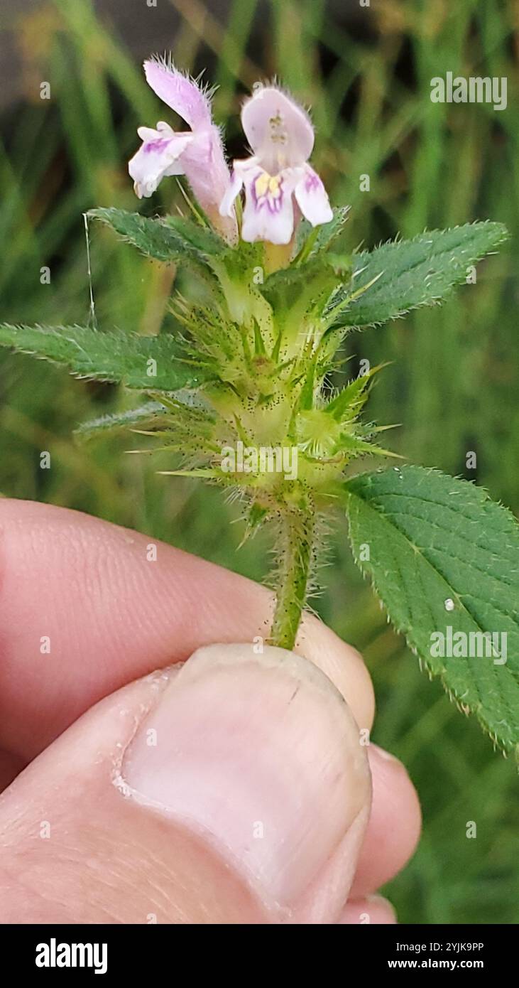 Common hemp-nettle (Galeopsis tetrahit Stock Photo - Alamy