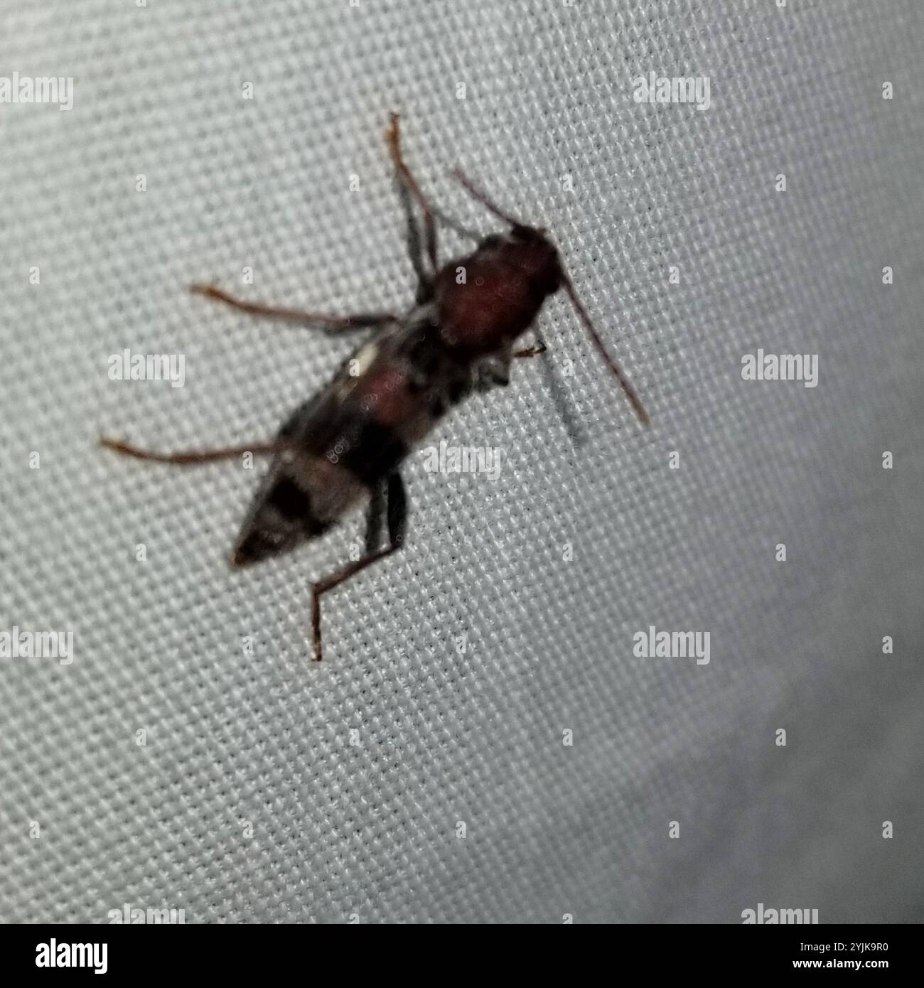 Rustic Borer (Xylotrechus colonus Stock Photo - Alamy