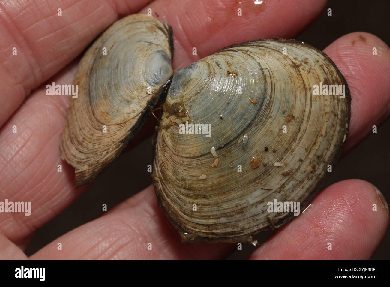 Scrobicularia hi-res stock photography and images - Alamy