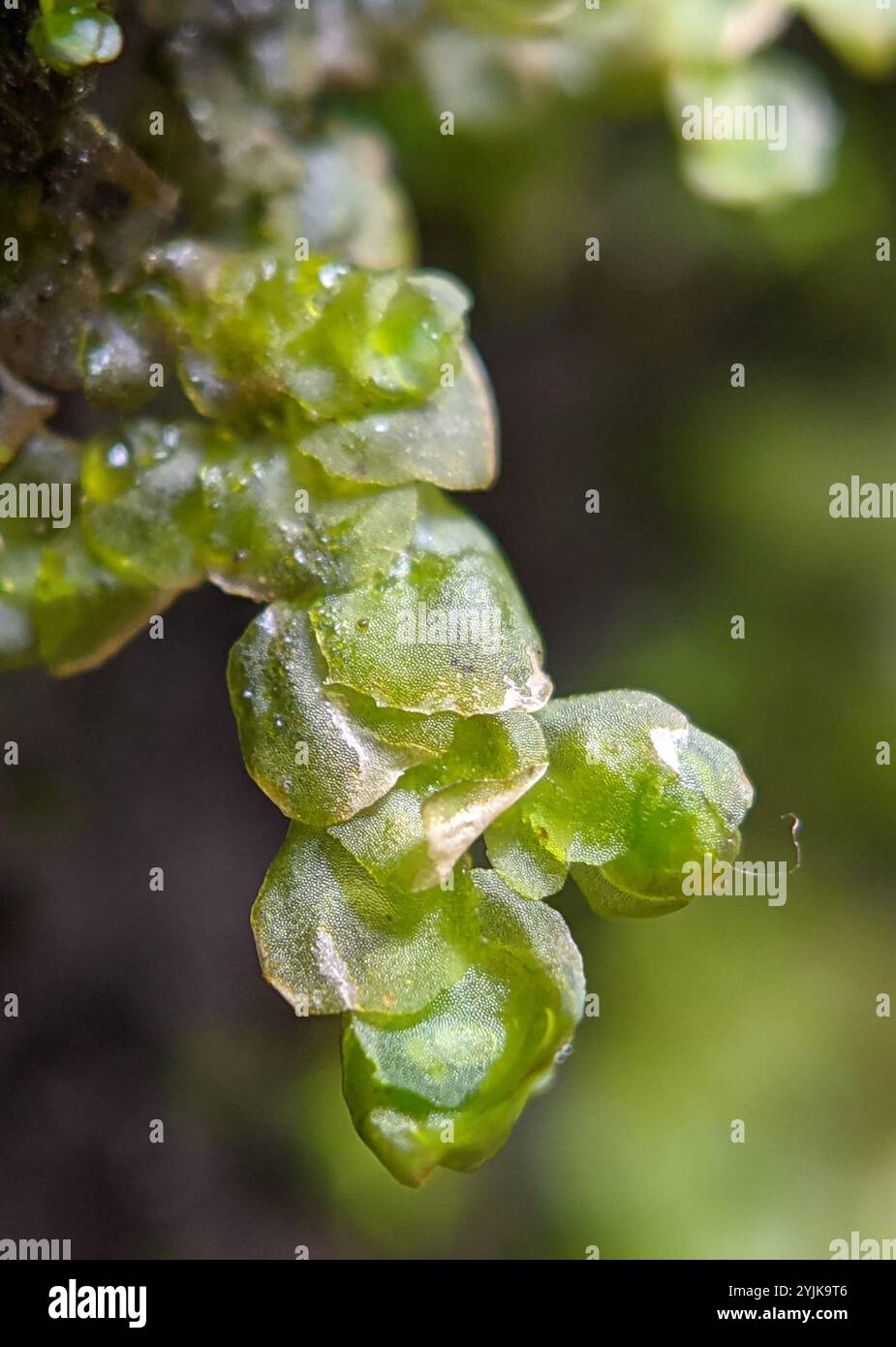 leafy and simple thalloid liverworts (Jungermanniopsida Stock Photo - Alamy