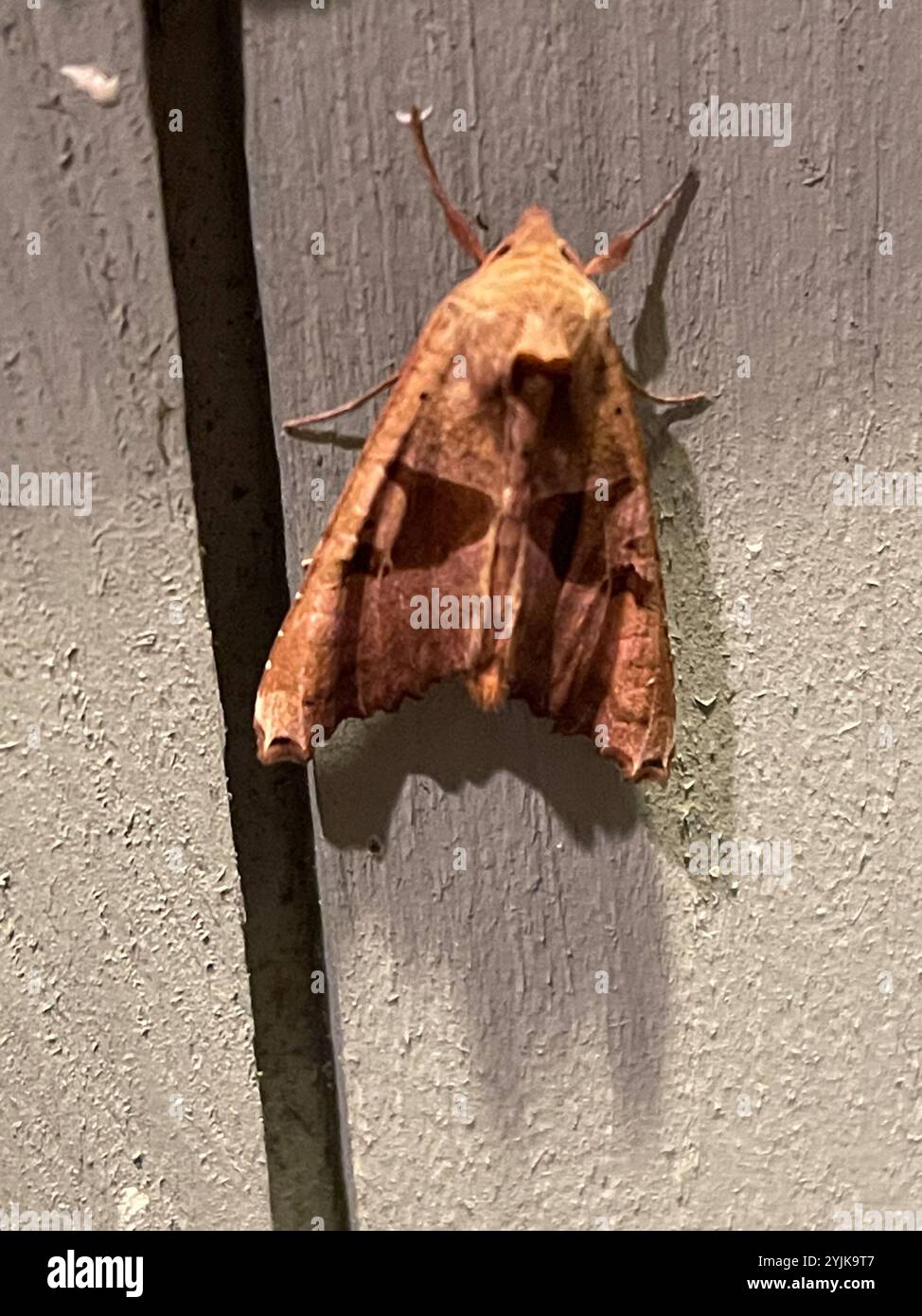 Brown Angle Shades (Phlogophora periculosa Stock Photo - Alamy