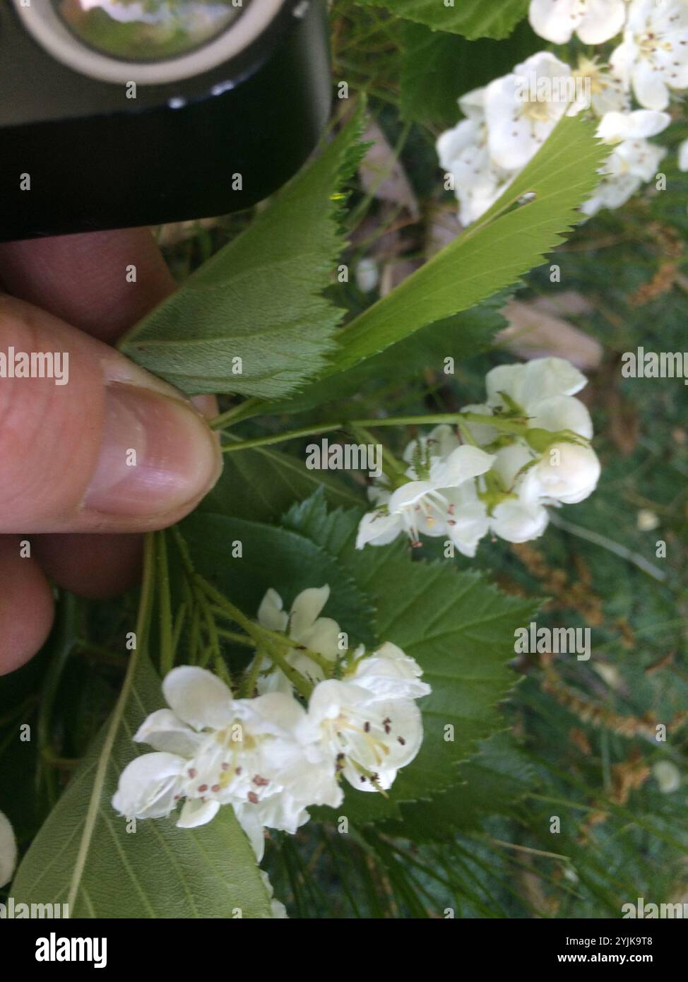 Large-thorn hawthorn (Crataegus macracantha Stock Photo - Alamy
