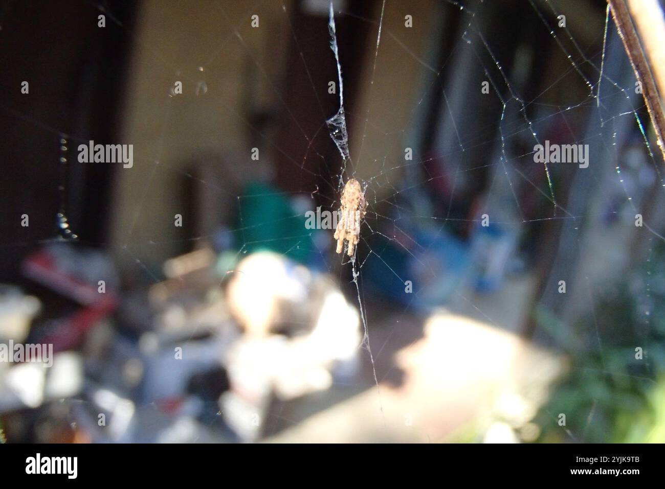 Hackled Orbweavers and Net-casting Spiders (Uloboroidea Stock Photo - Alamy