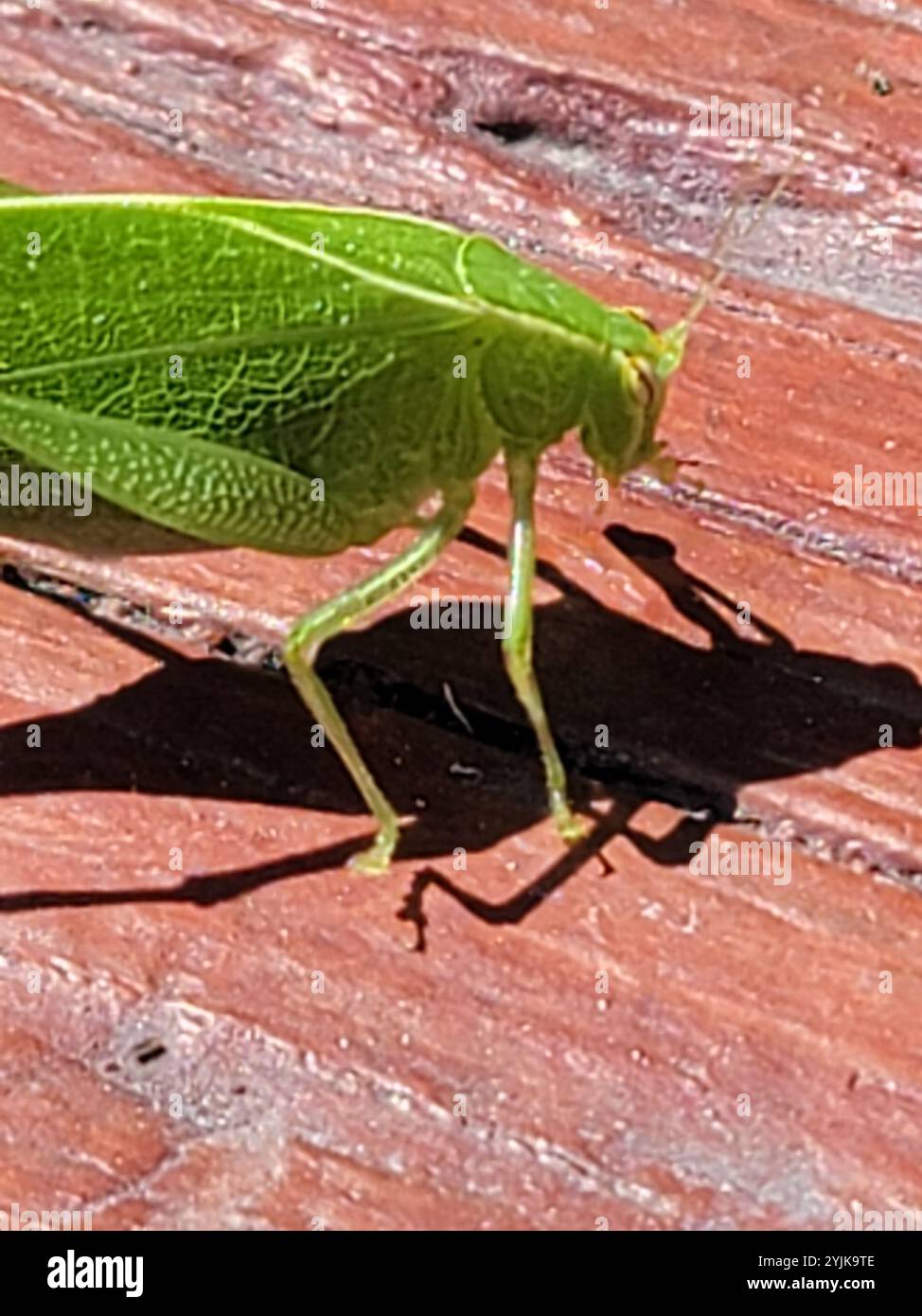 Modest Katydid (Montezumina modesta Stock Photo - Alamy