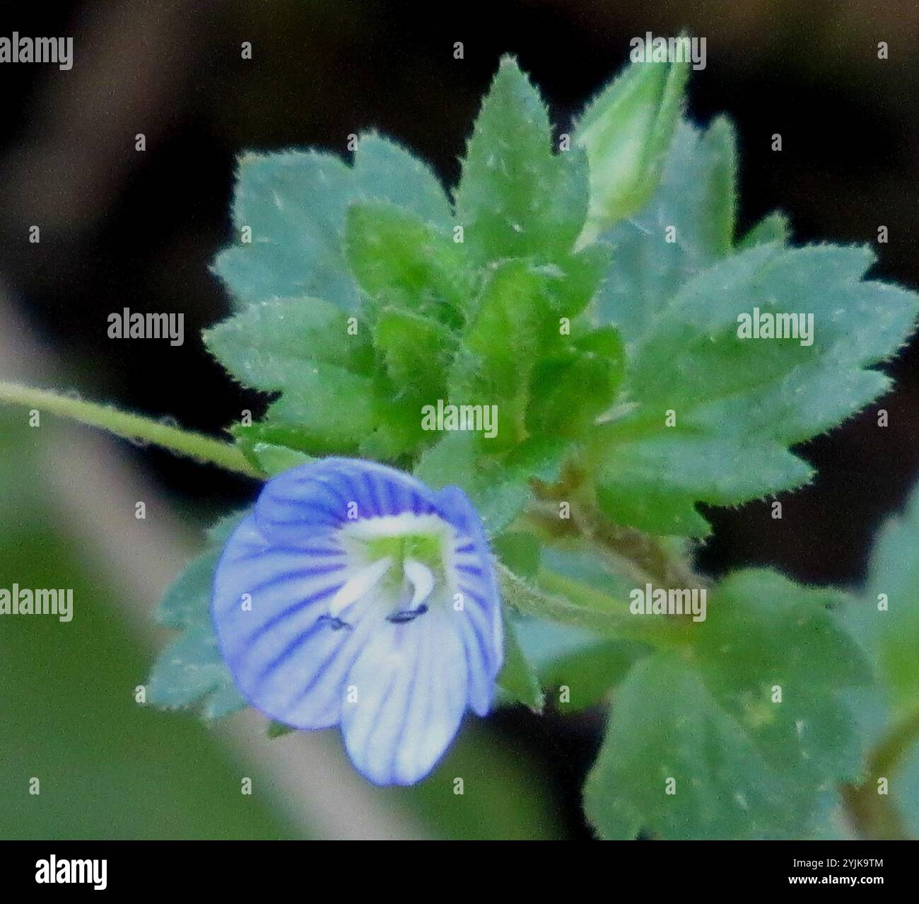 bird's-eye speedwell (Veronica persica Stock Photo - Alamy
