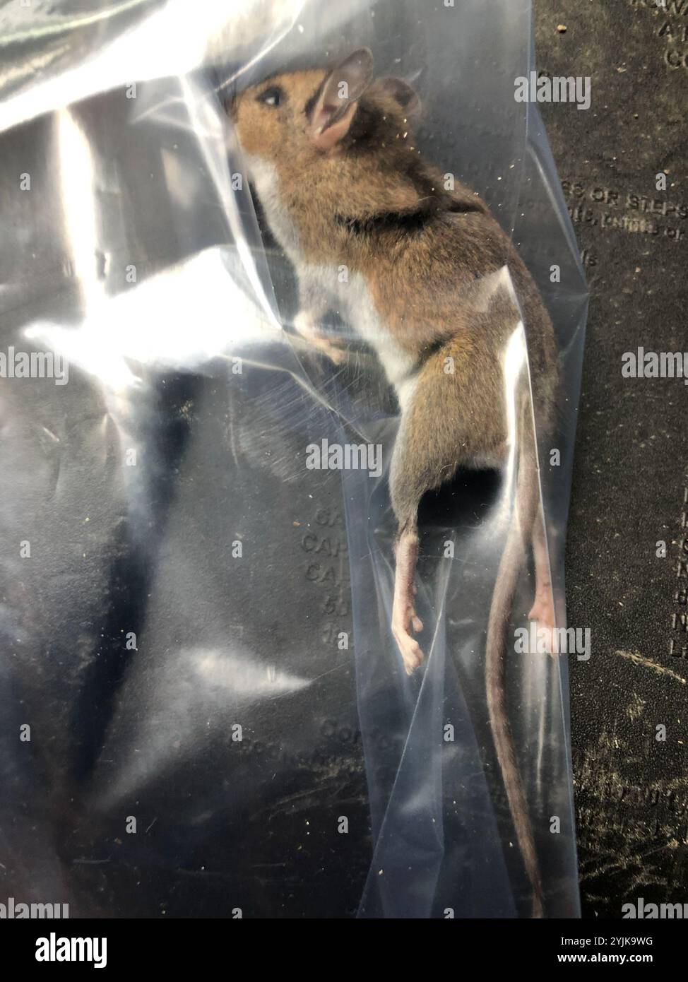 White-footed Mouse (Peromyscus leucopus Stock Photo - Alamy