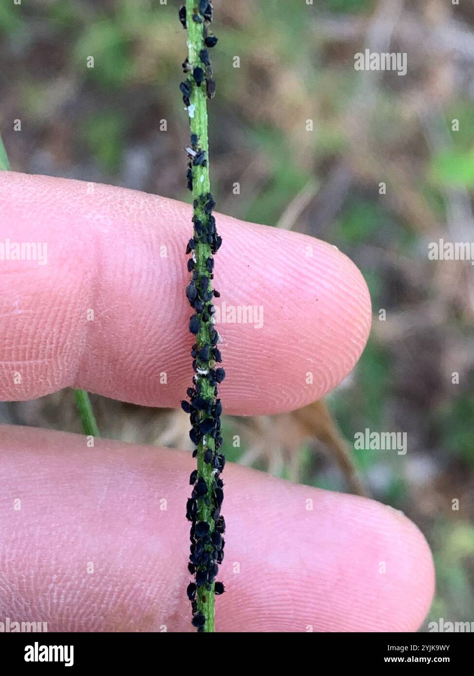 Torilis japonica hi-res stock photography and images - Alamy