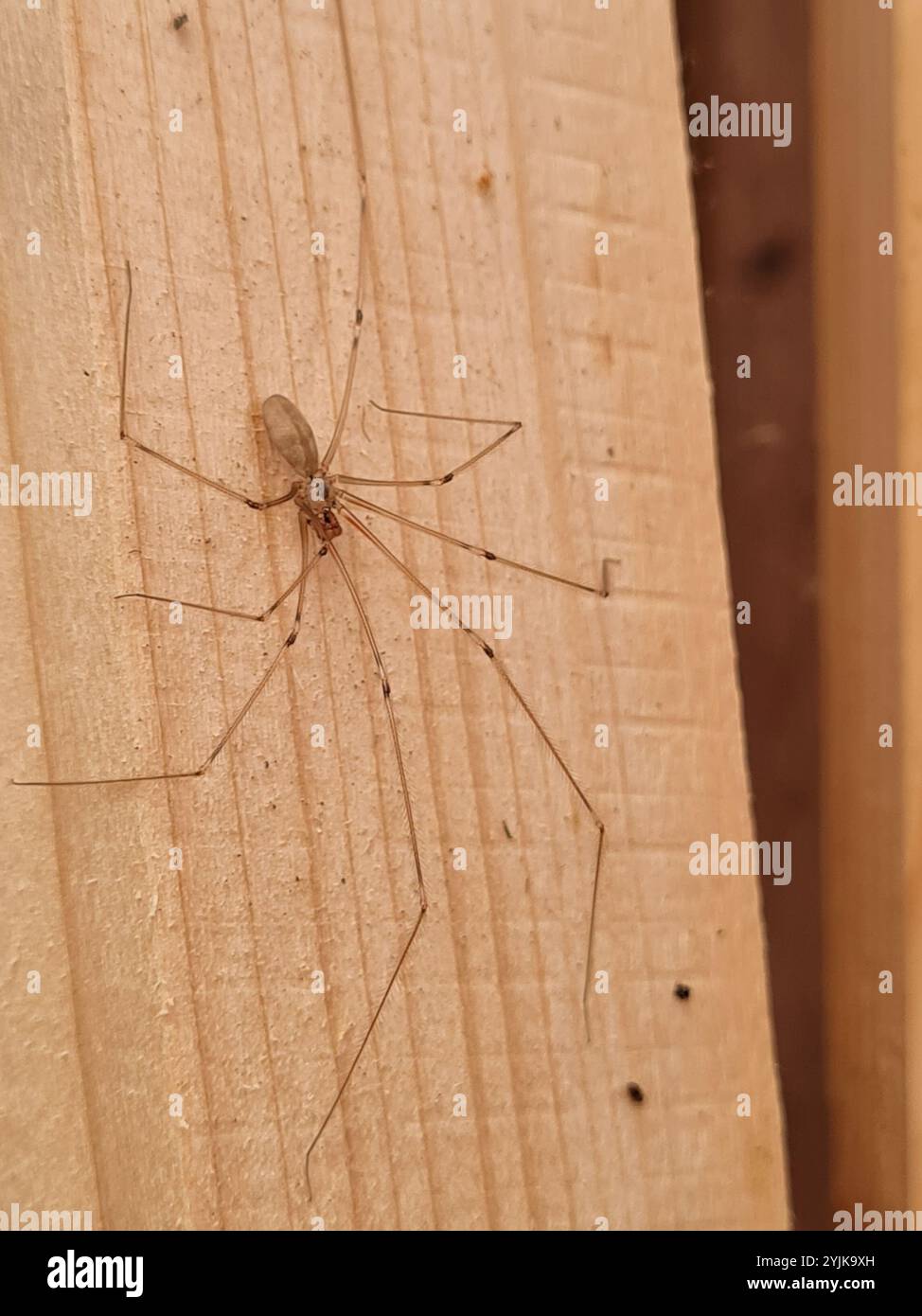 Long-bodied Cellar Spider (Pholcus phalangioides Stock Photo - Alamy
