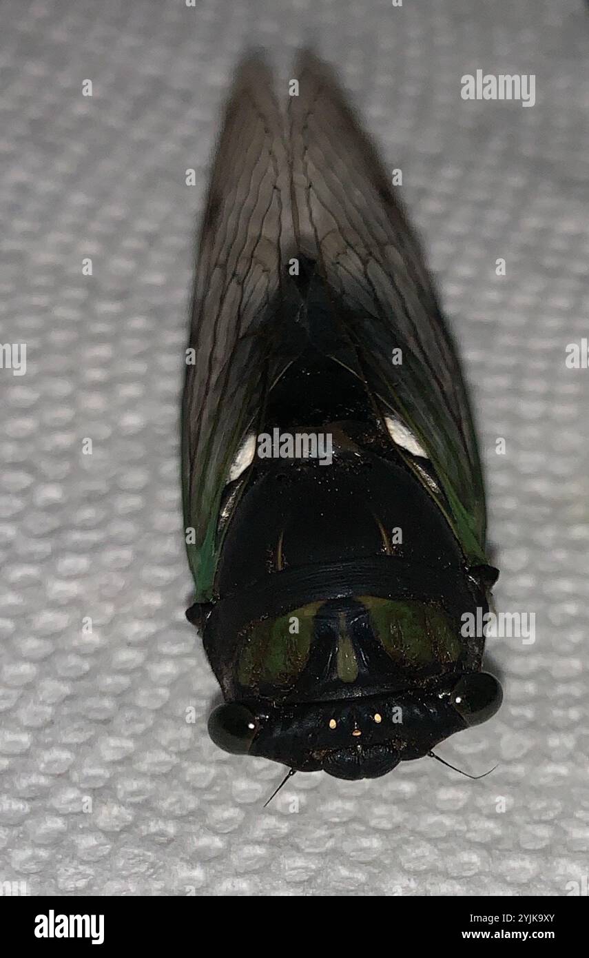Swamp Cicada (Neotibicen tibicen Stock Photo - Alamy