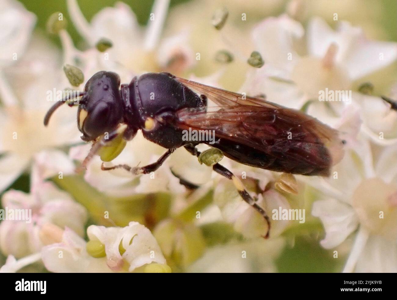 Masked Bees (Hylaeus Stock Photo - Alamy