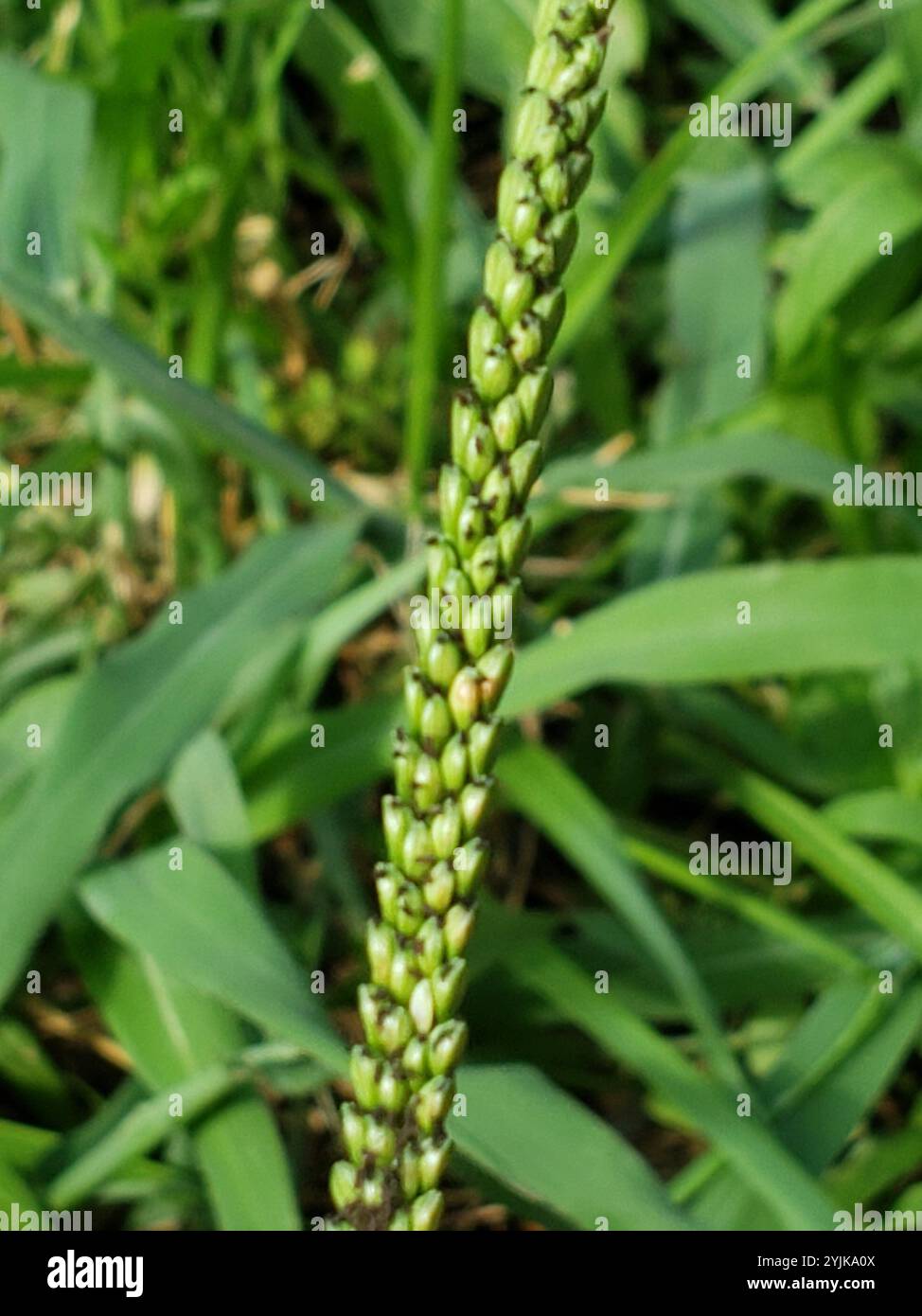 four-rowed bead grass (Paspalum pubiflorum Stock Photo - Alamy