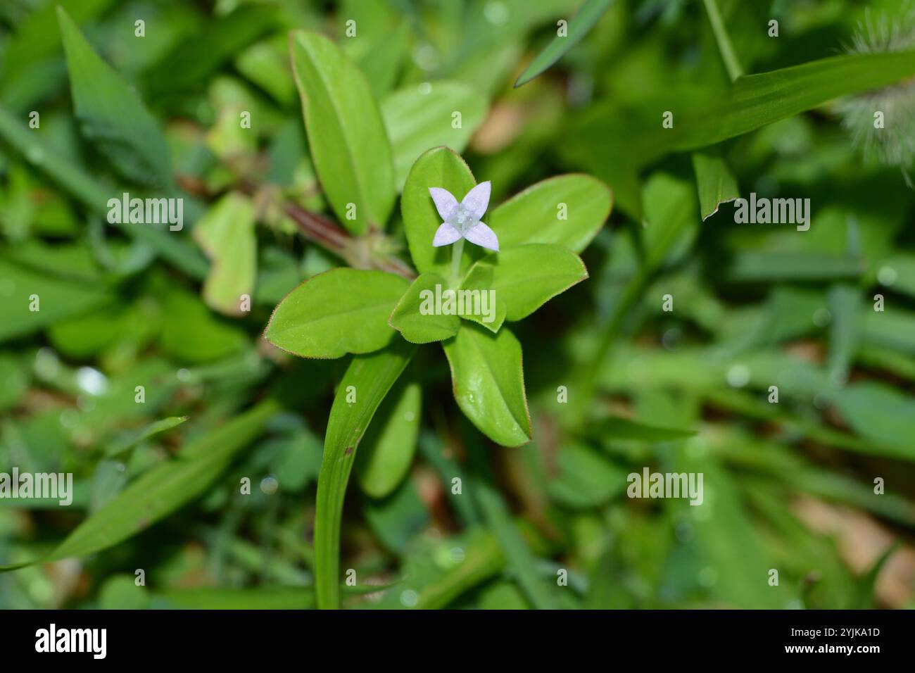 Jointed Buttonweed (Spermacoce articularis Stock Photo - Alamy