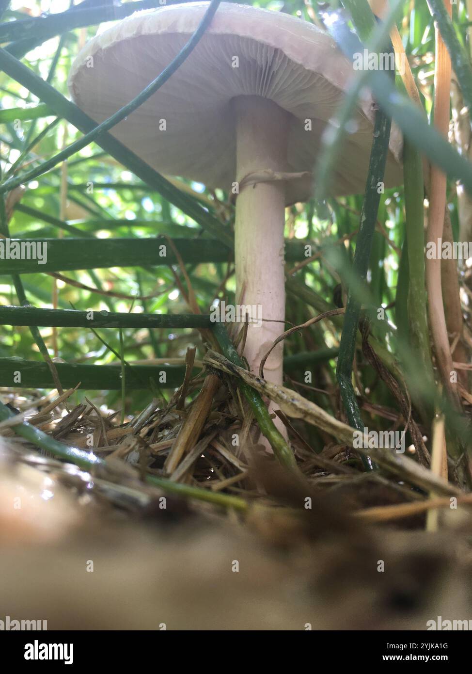 White Dapperling (Leucoagaricus leucothites Stock Photo - Alamy