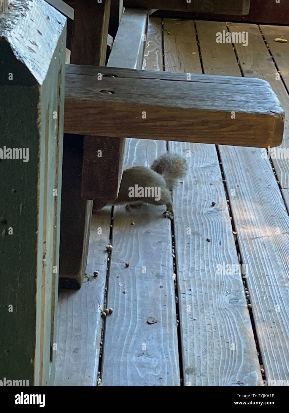 Tree Squirrels (Sciurus Stock Photo - Alamy