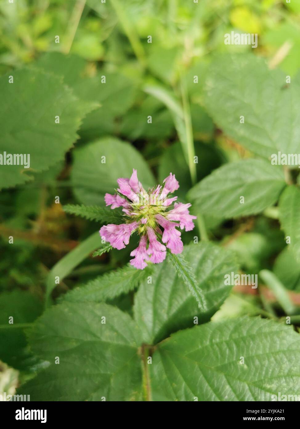 common hedge-nettle (Betonica officinalis Stock Photo - Alamy