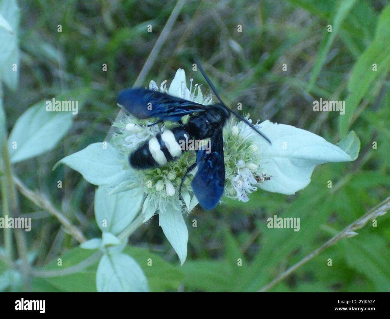 Double-banded Scoliid Wasp (Scolia bicincta Stock Photo - Alamy