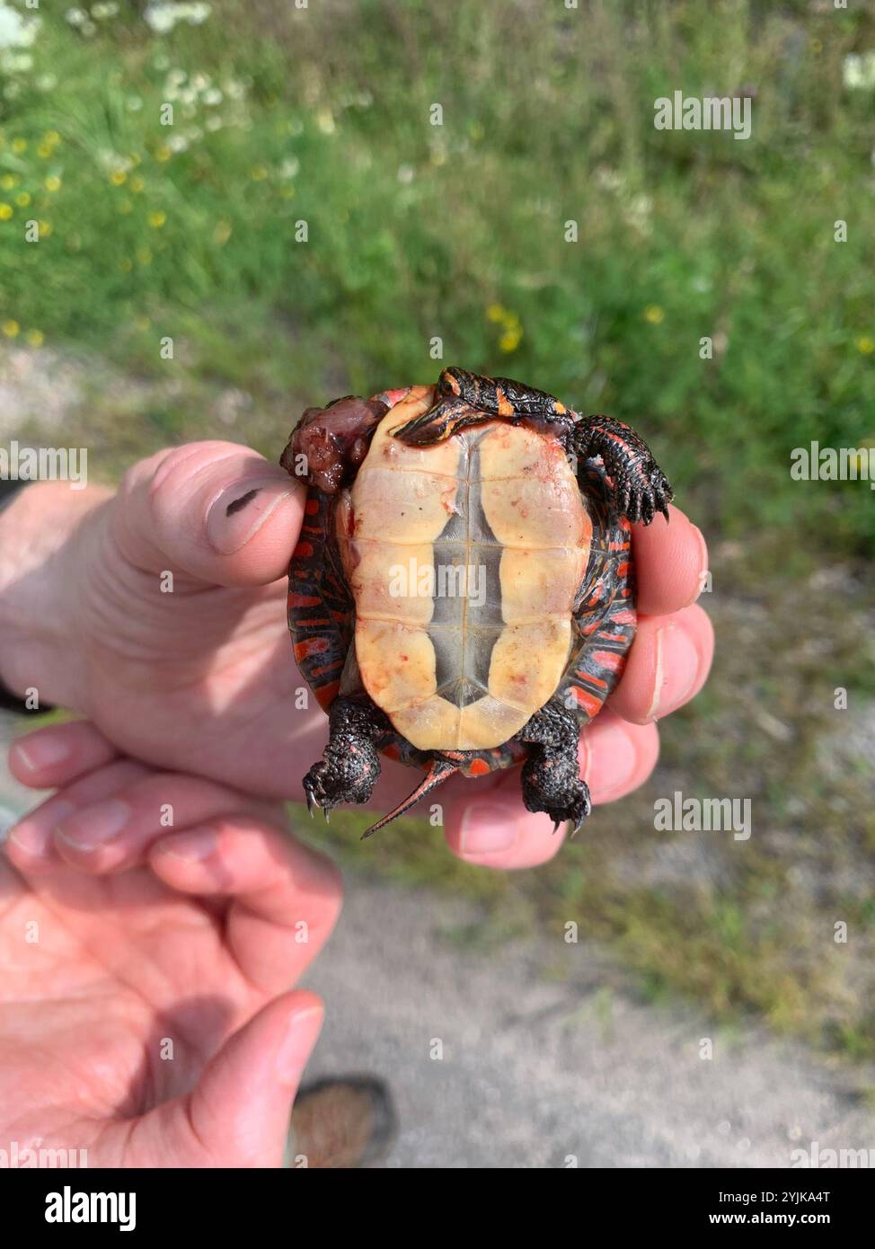Midland Painted Turtle (Chrysemys picta marginata Stock Photo - Alamy