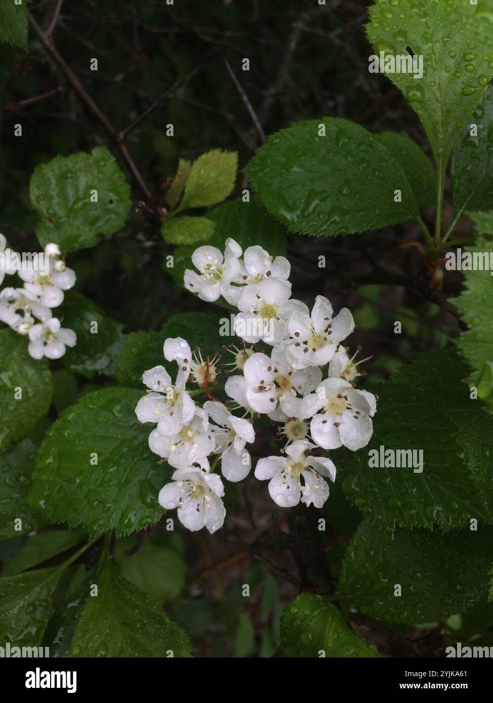 Large-thorn hawthorn (Crataegus macracantha Stock Photo - Alamy